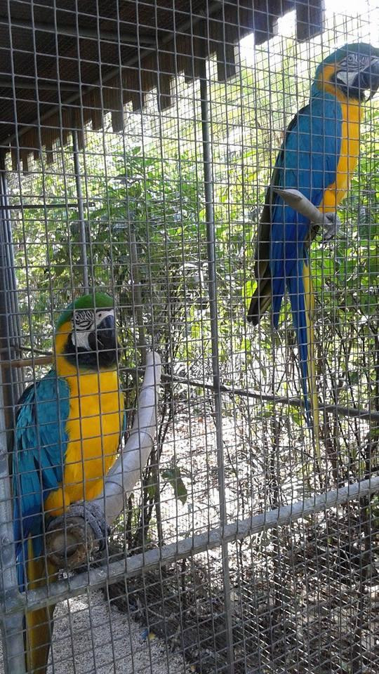 Macaw Birds For Sale | Fort Worth, TX #75774 | Petzlover
