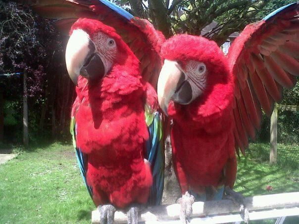 Macaw Birds For Sale | McAllen, TX #96956 | Petzlover