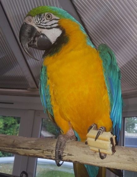 Macaw Birds For Sale | Miami, FL #259787 | Petzlover