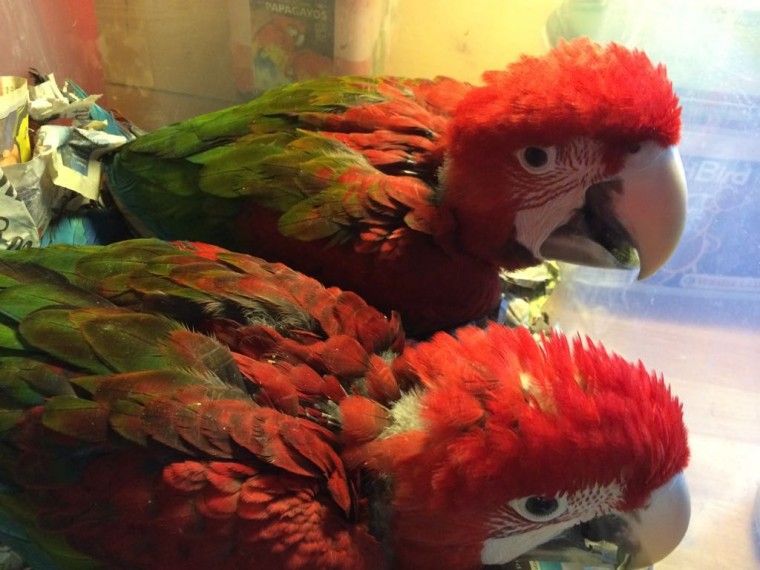 Macaw Birds For Sale | Dallas, TX #282310 | Petzlover