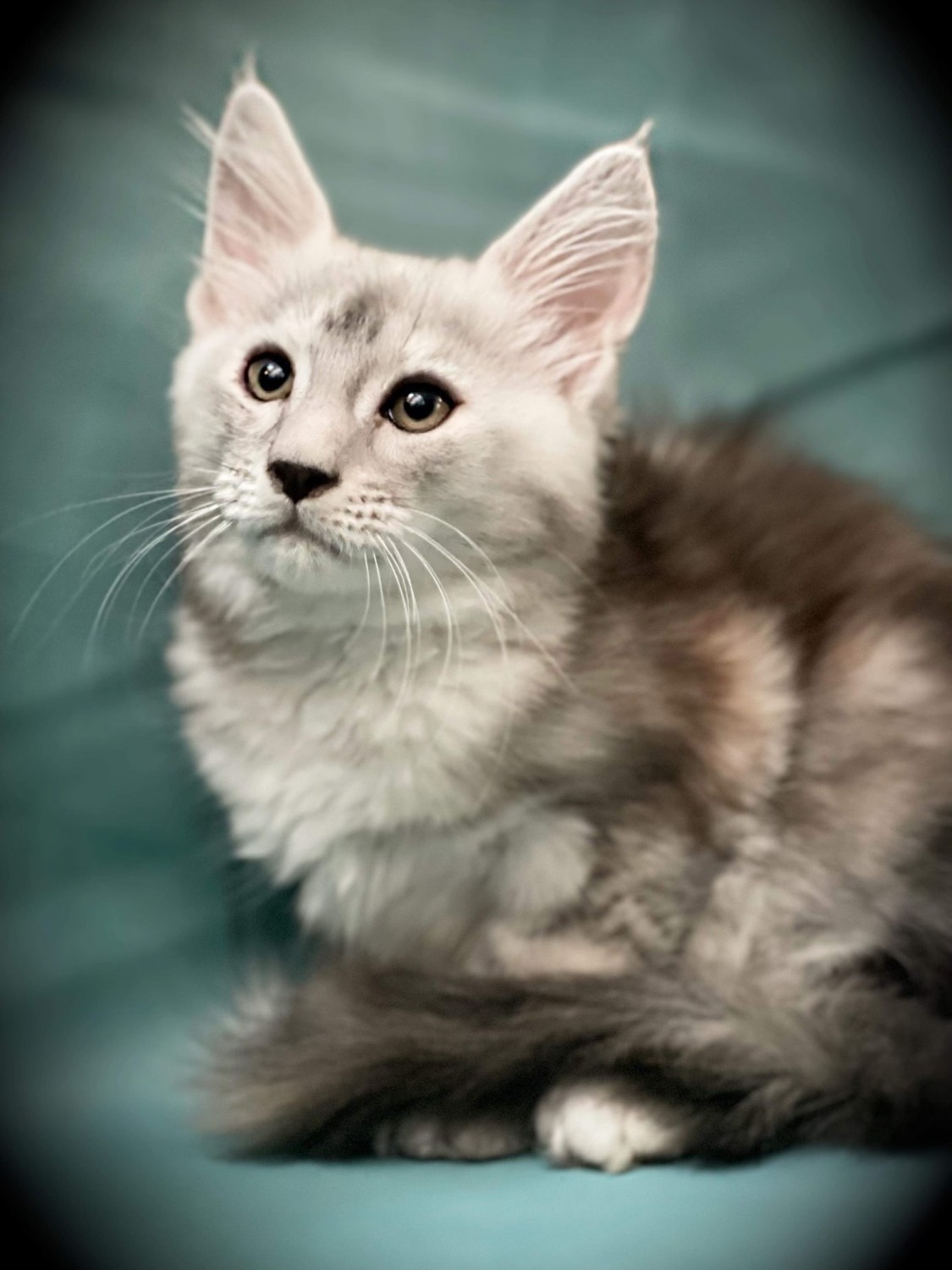 Maine Coon Cats For Sale | Bedford Avenue, Brooklyn, NY #462342