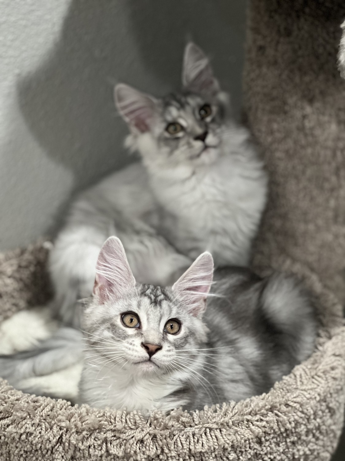 Maine Coon Cats For Sale | Orlando, FL #475824 | Petzlover