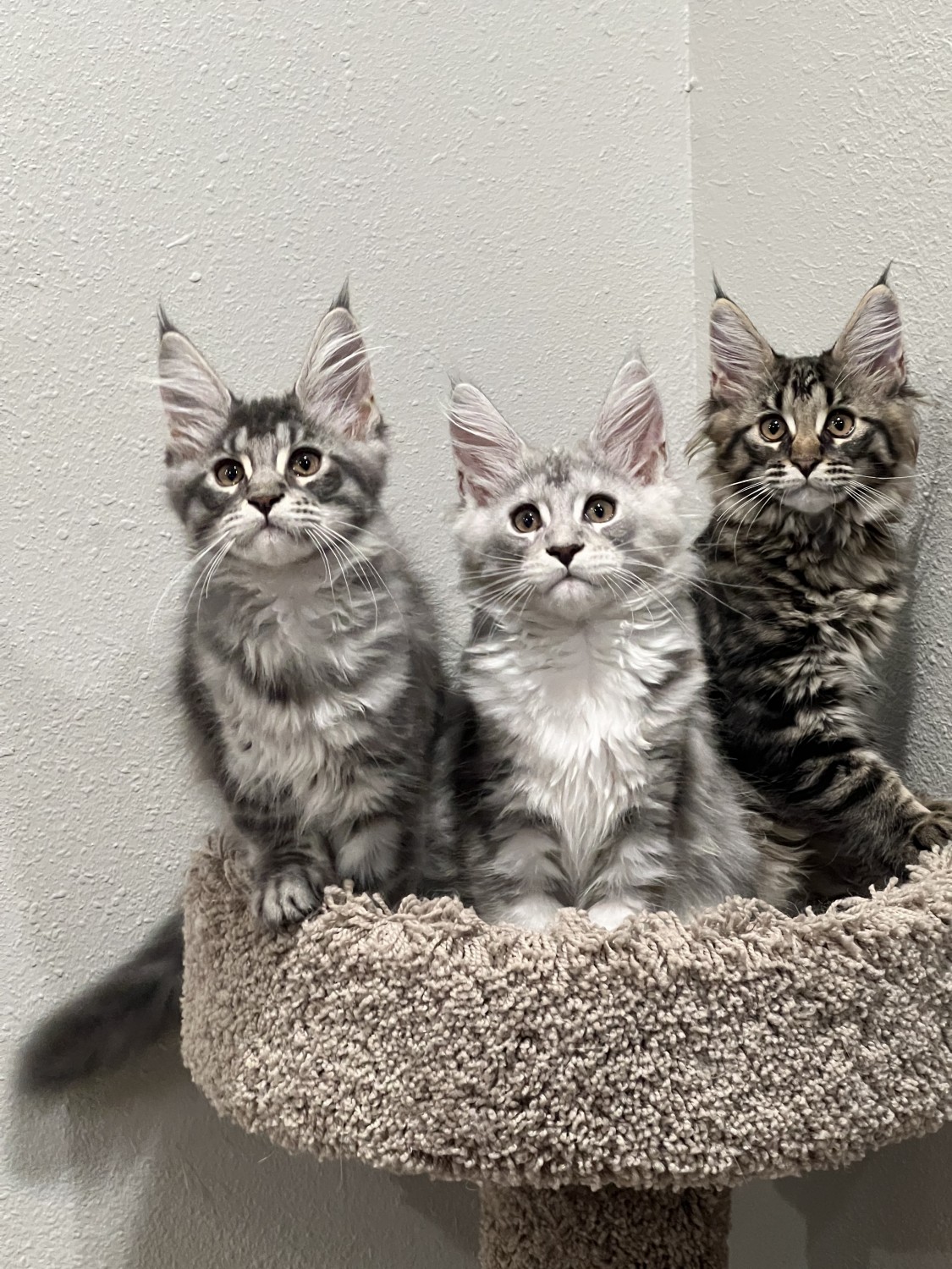 Maine Coon Cats For Sale | Orlando, FL #475824 | Petzlover