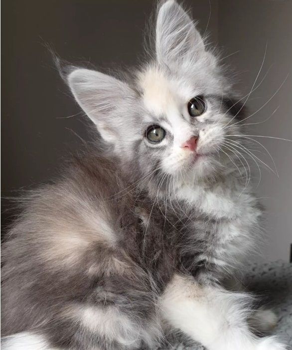 Maine Coon Cats For Sale | Daytona Beach, FL #485088