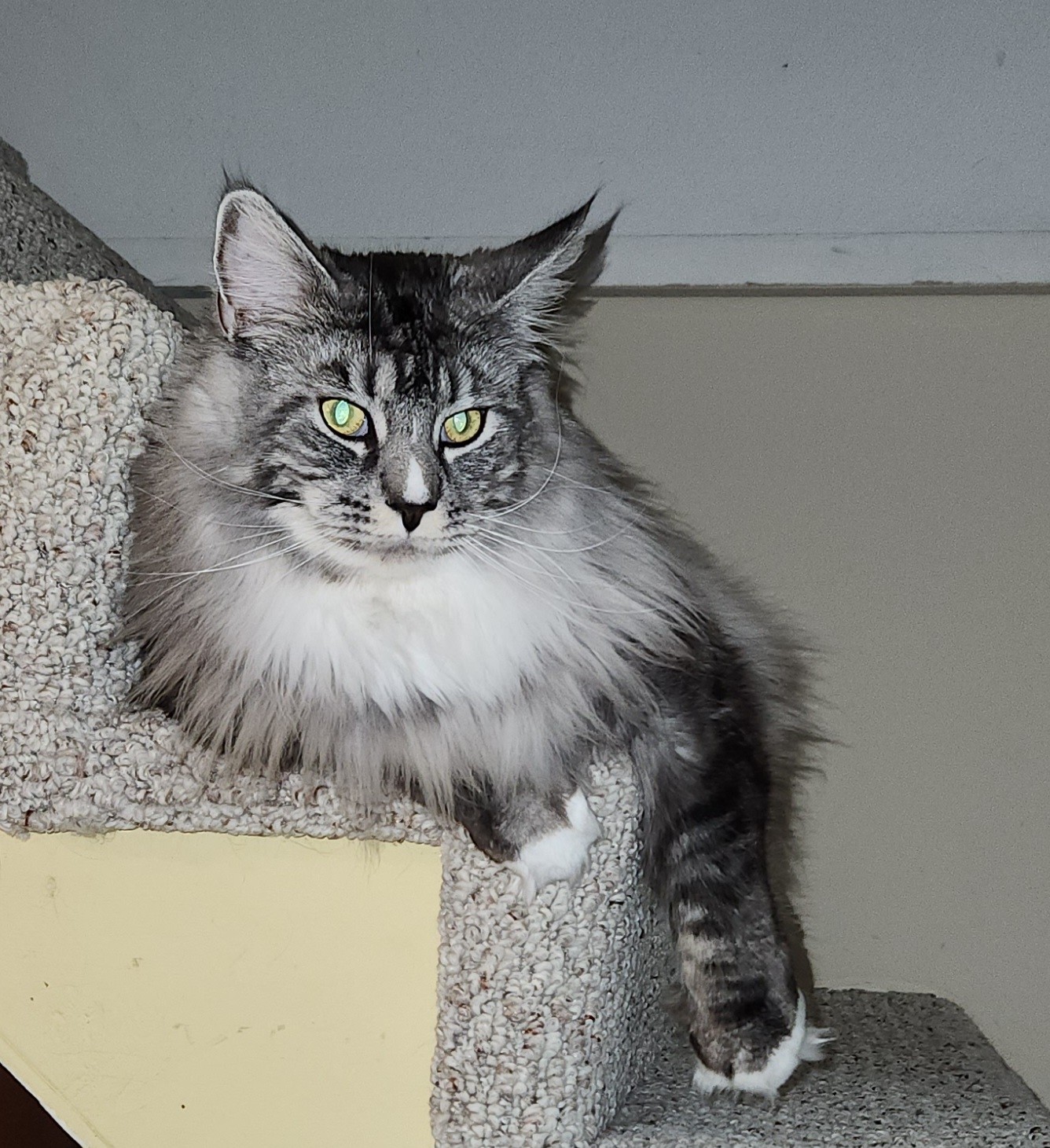 Maine Coon Cats For Sale | Fargo, ND #492327 | Petzlover