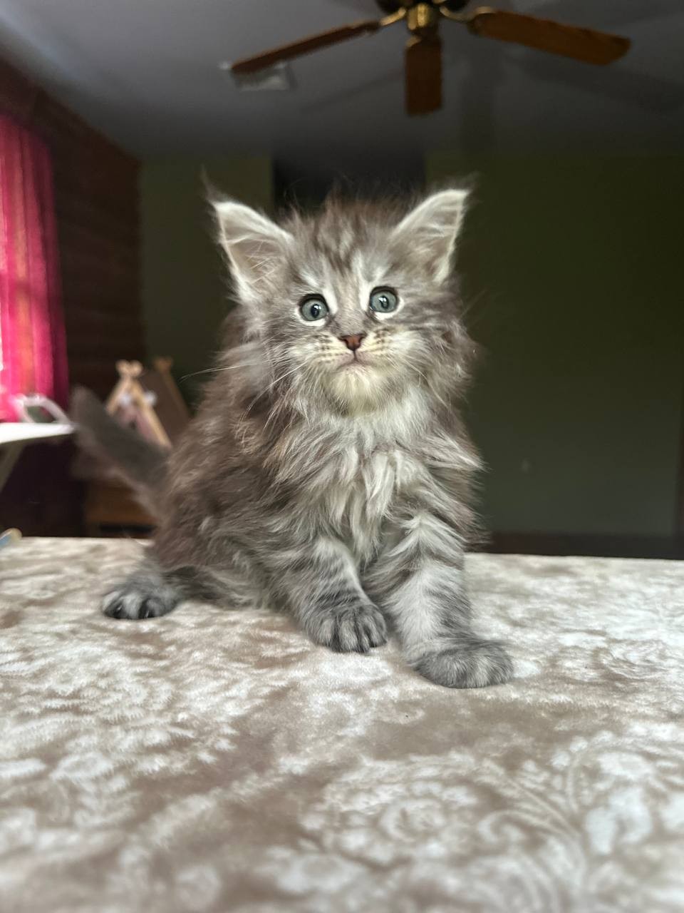 Maine Coon Cats For Sale | Philadelphia, PA #515314