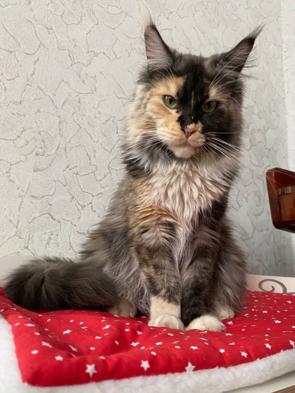 Maine Coon Cats For Sale | Philadelphia, PA #515314