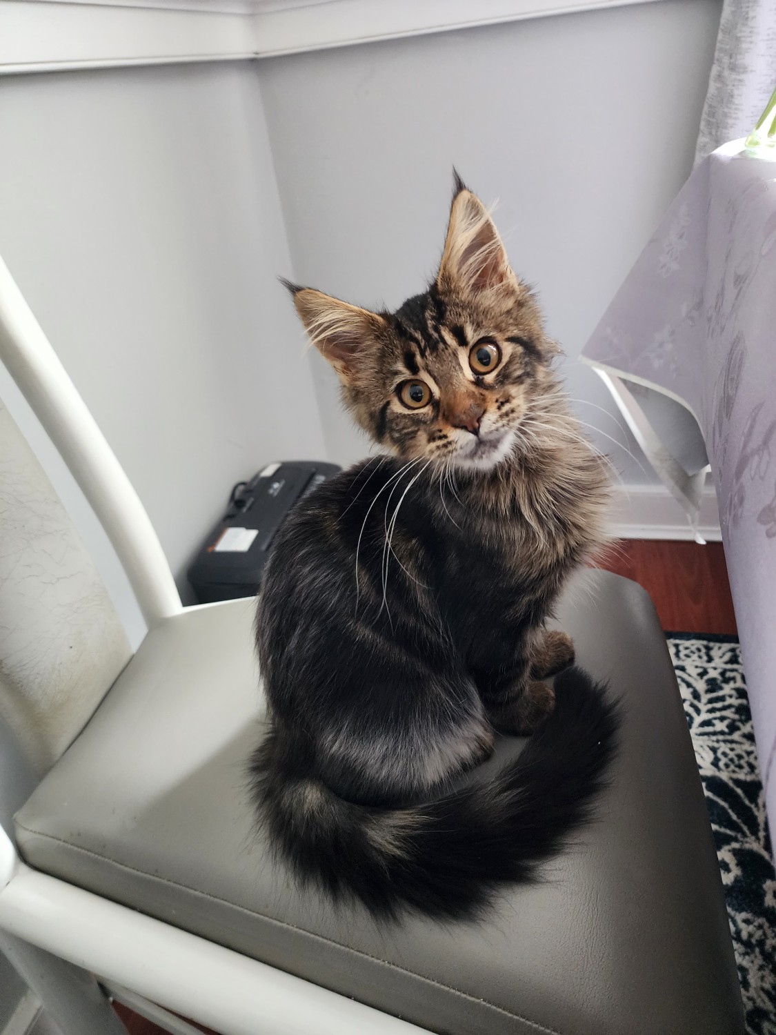 Maine Coon Cats For Sale | Philadelphia, PA #542559