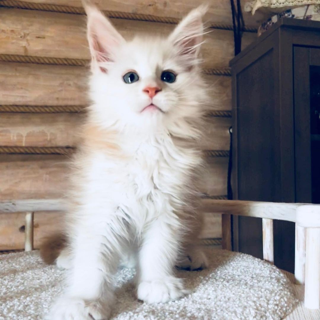 Maine Coon Cats For Sale | Civic Center, CA #544454