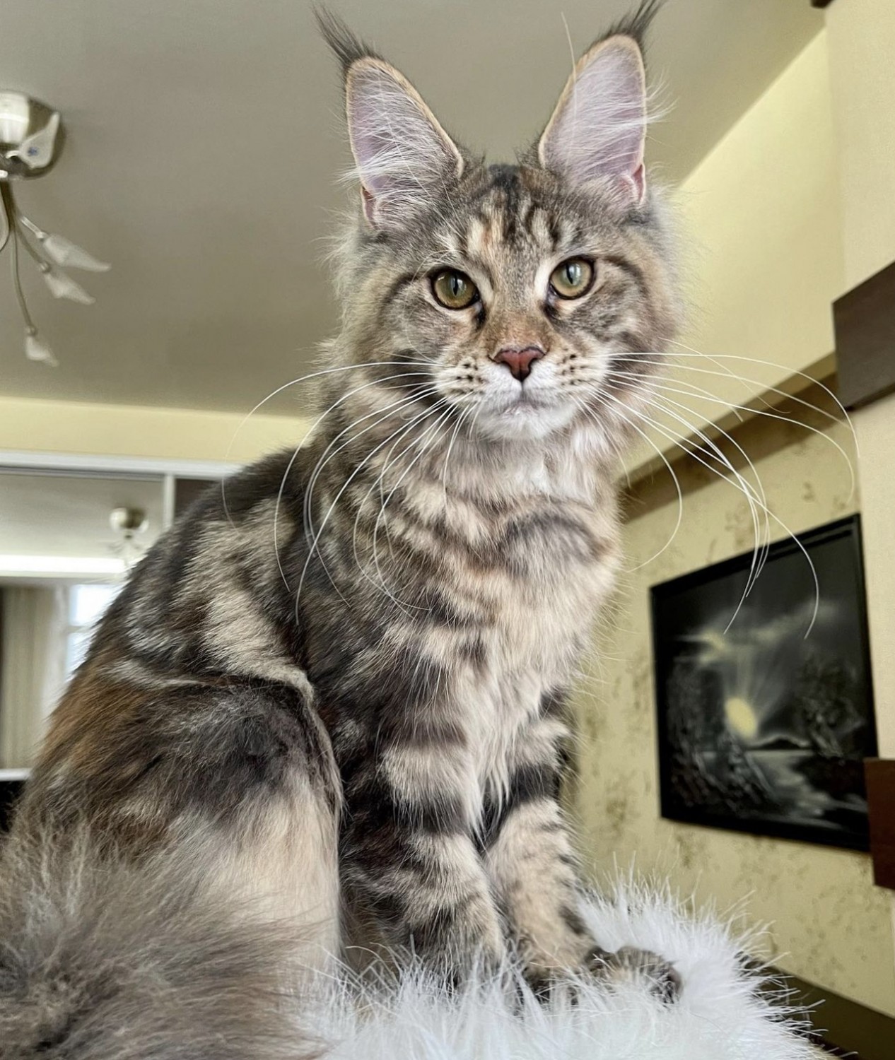 Maine Coon Cats For Sale | New York City, NY #565880