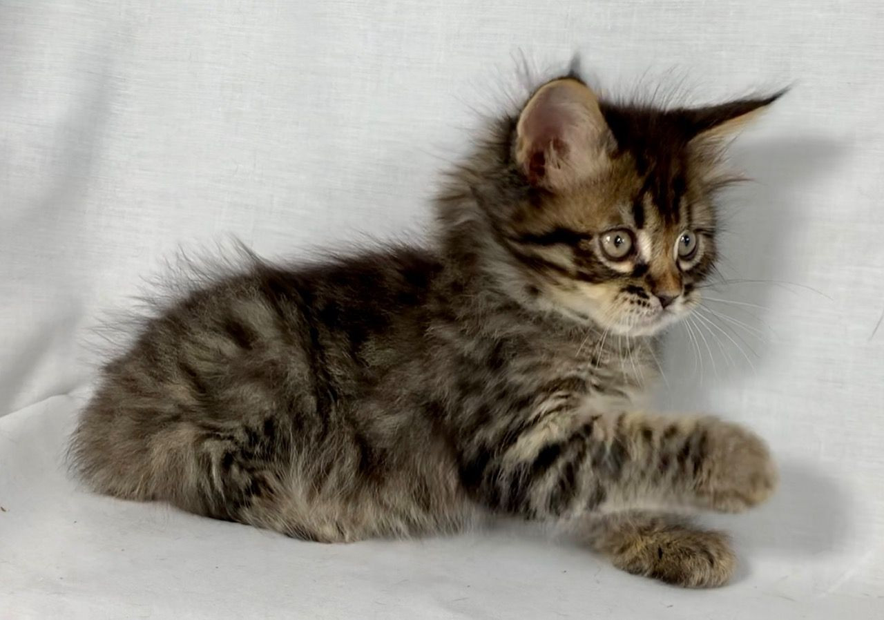 Maine Coon Cats For Sale | Sioux Falls, SD #296350