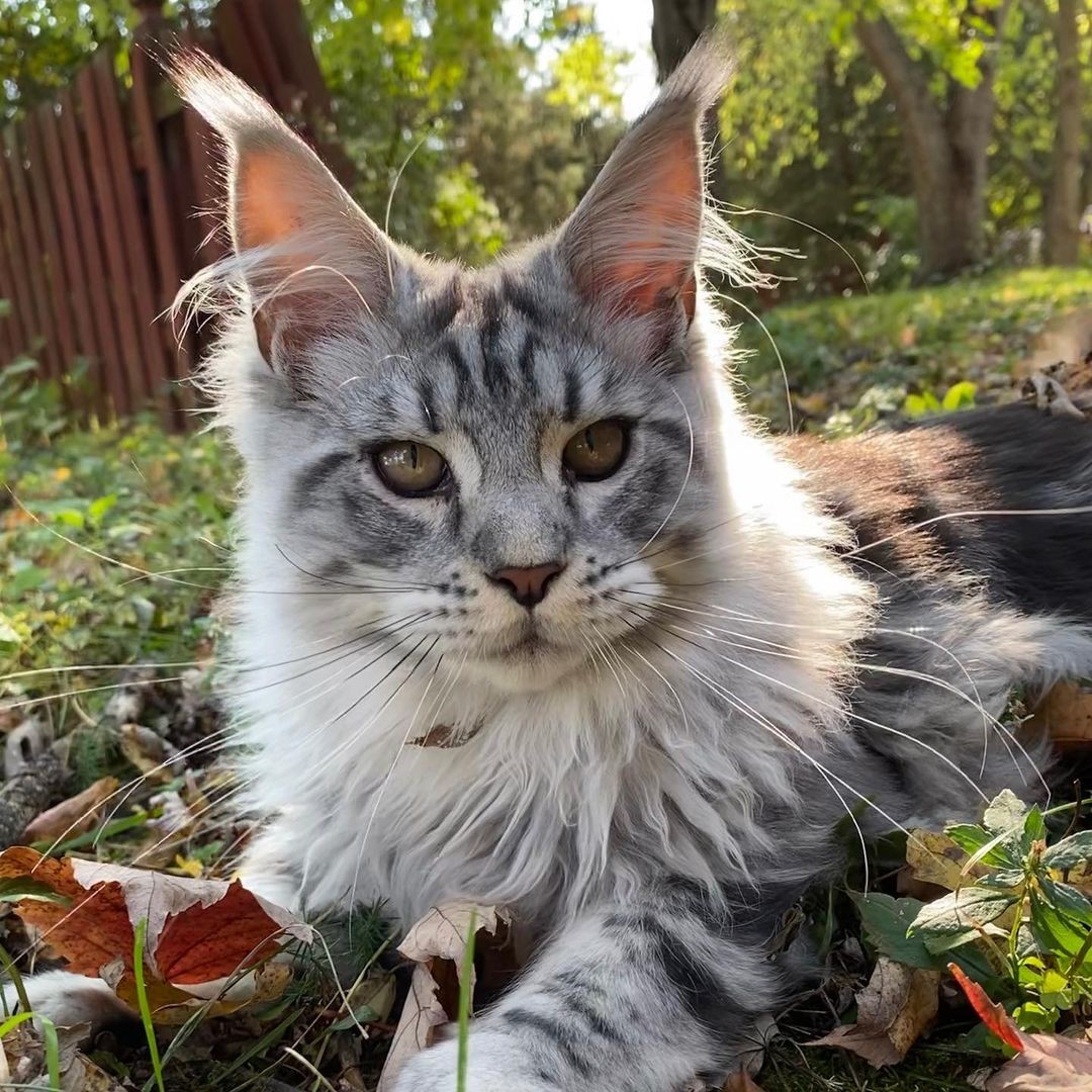 Maine Coon Cats For Sale | California City, CA #350386