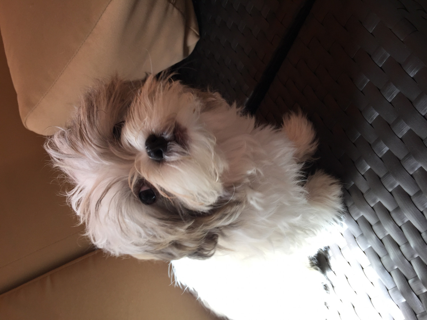 Mal-Shi Puppies For Sale | Los Angeles, CA #193733