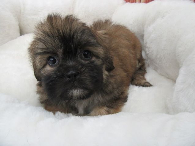 Mal-Shi Puppies For Sale | Los Angeles, CA #205255