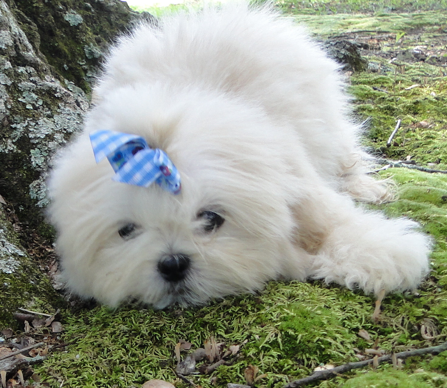 Mal-Shi Puppies For Sale | Statham, GA #224438 | Petzlover