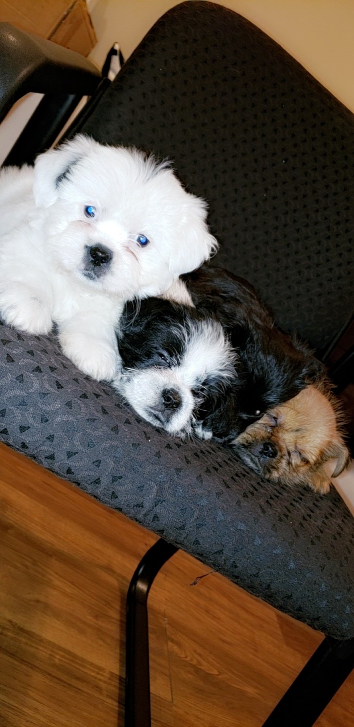 Mal-Shi Puppies For Sale | Memphis, TN #306565 | Petzlover