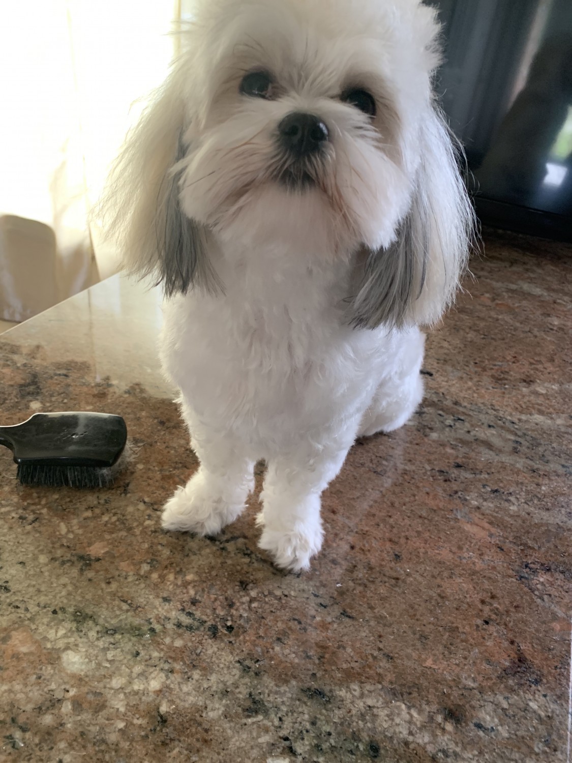 "Mal-Shi" Puppies For Sale | Woodbine, MD #307191 | Petzlover