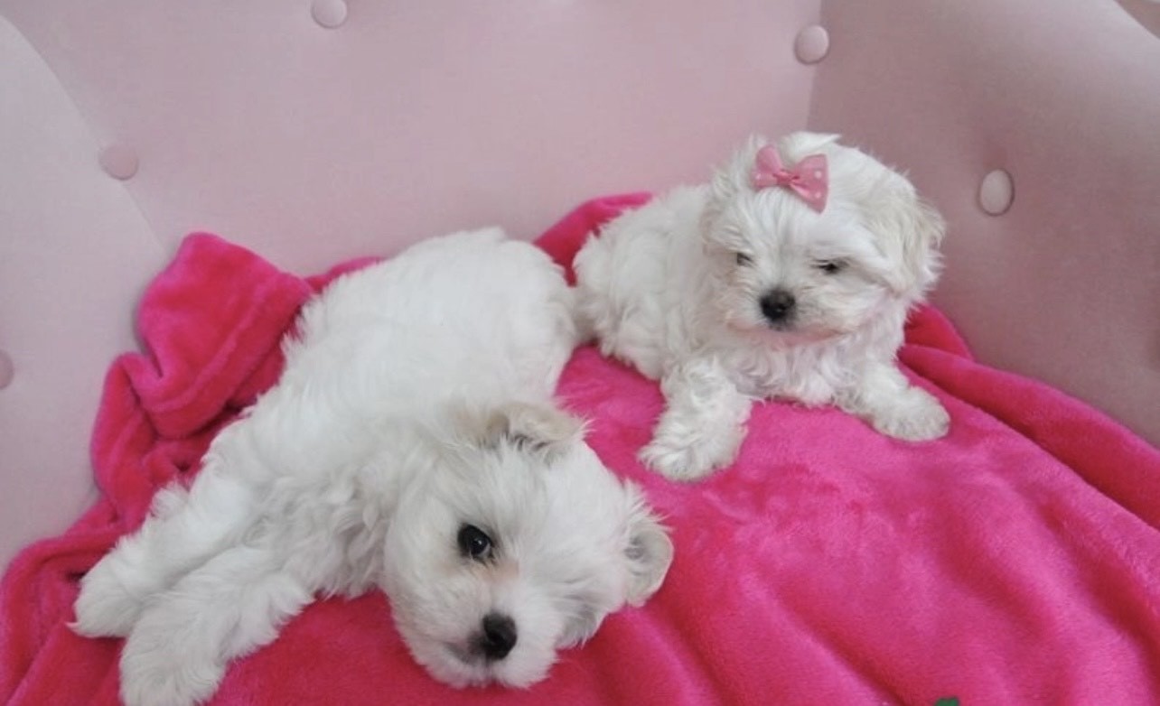 Maltese Puppies For Sale | New York, NY #522416 | Petzlover