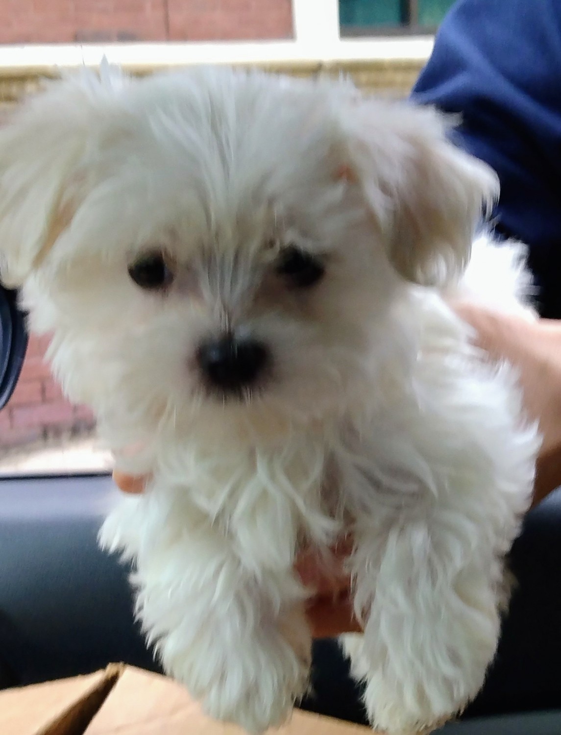 Maltese Puppies Photos | Petzlover