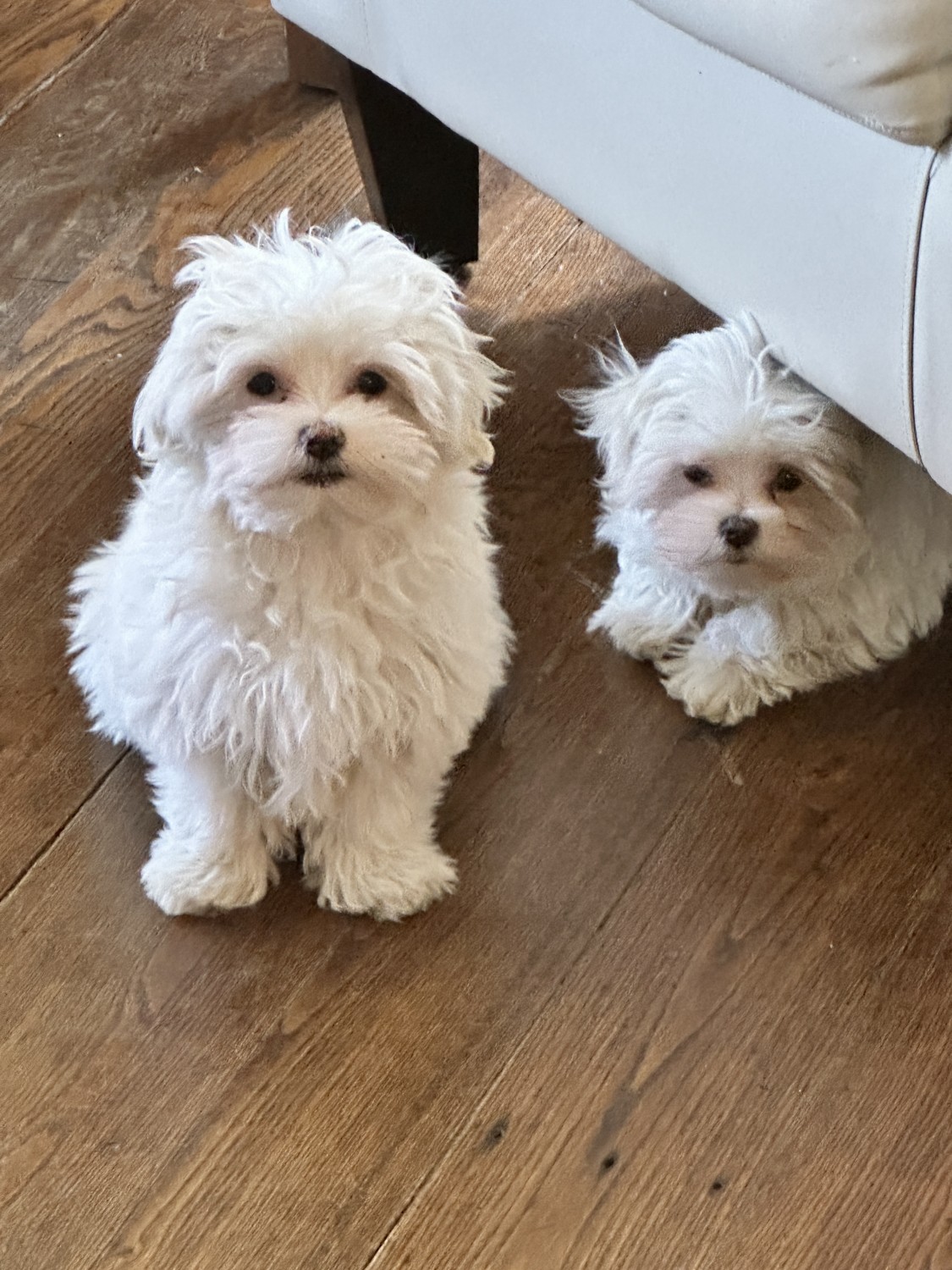 Maltese Puppies For Sale | Loudoun County, VA #551524
