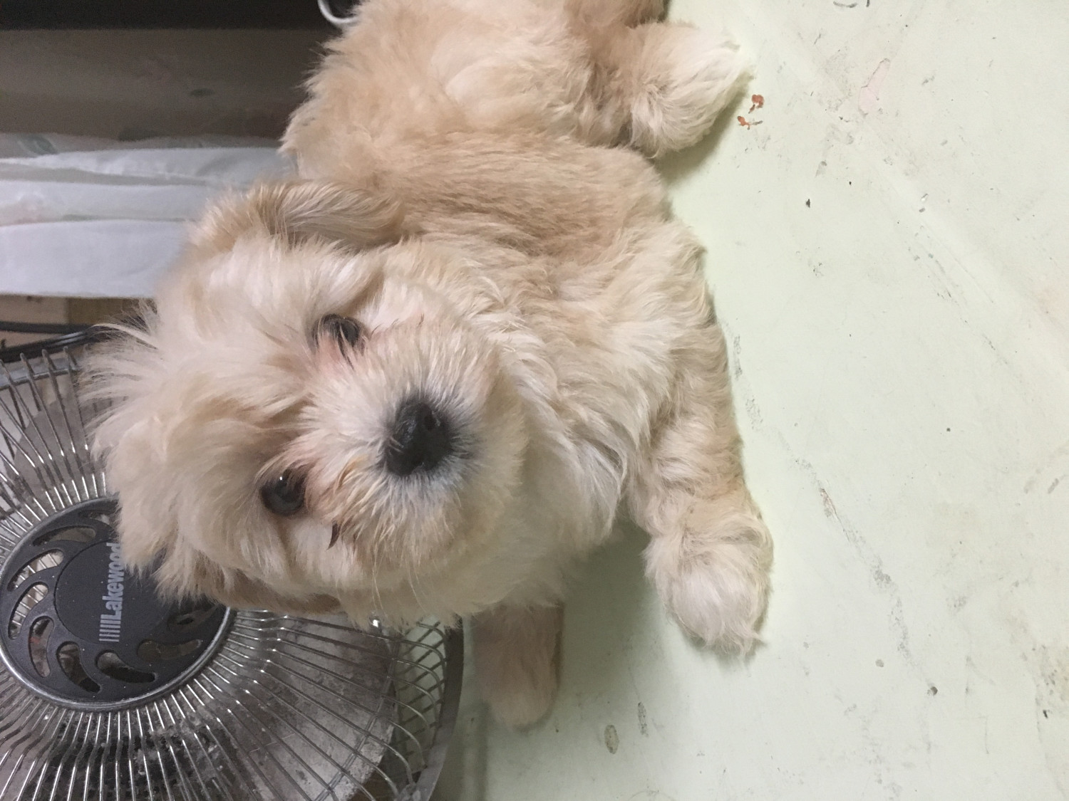 Maltese Puppies For Sale | Lancaster, CA #198621 | Petzlover