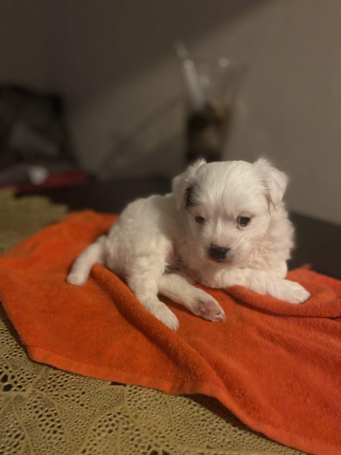 Maltese Puppies Photos (13696) | Petzlover