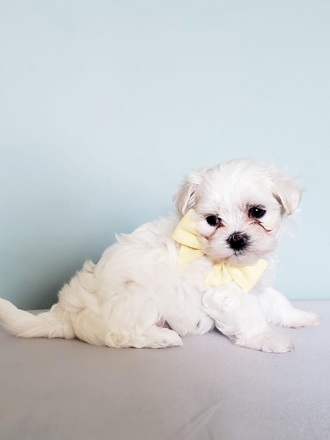 Maltese Puppies For Sale | Fairfax, VA #363023 | Petzlover