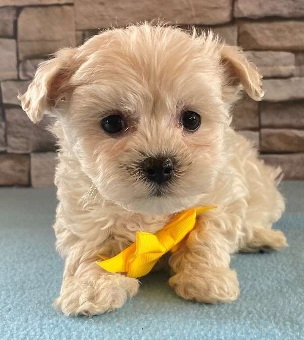Maltipoo Puppies For Sale | Modesto, CA #383796 | Petzlover