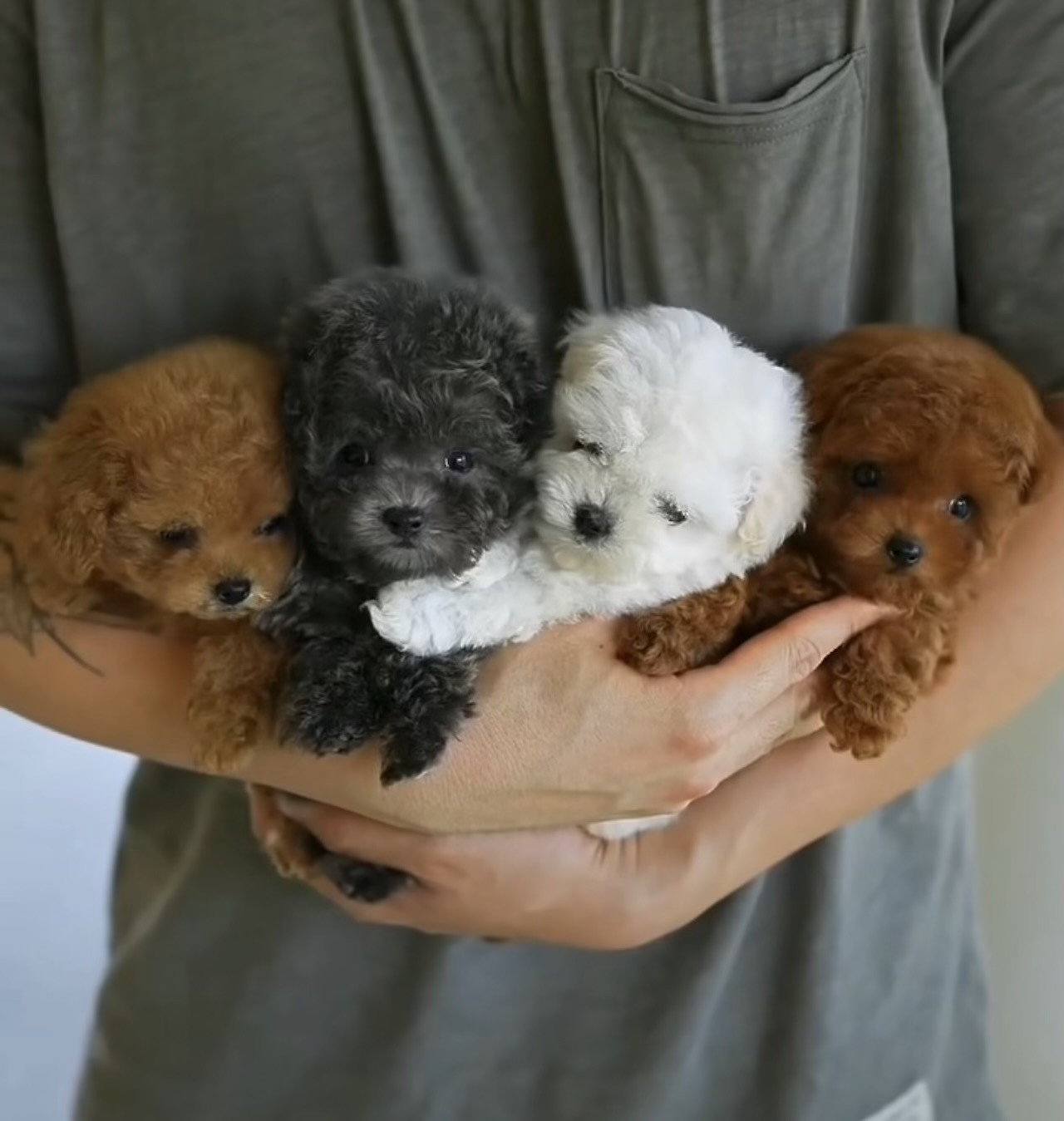 Maltipoo Puppies For Sale | Los Angeles, CA #508684