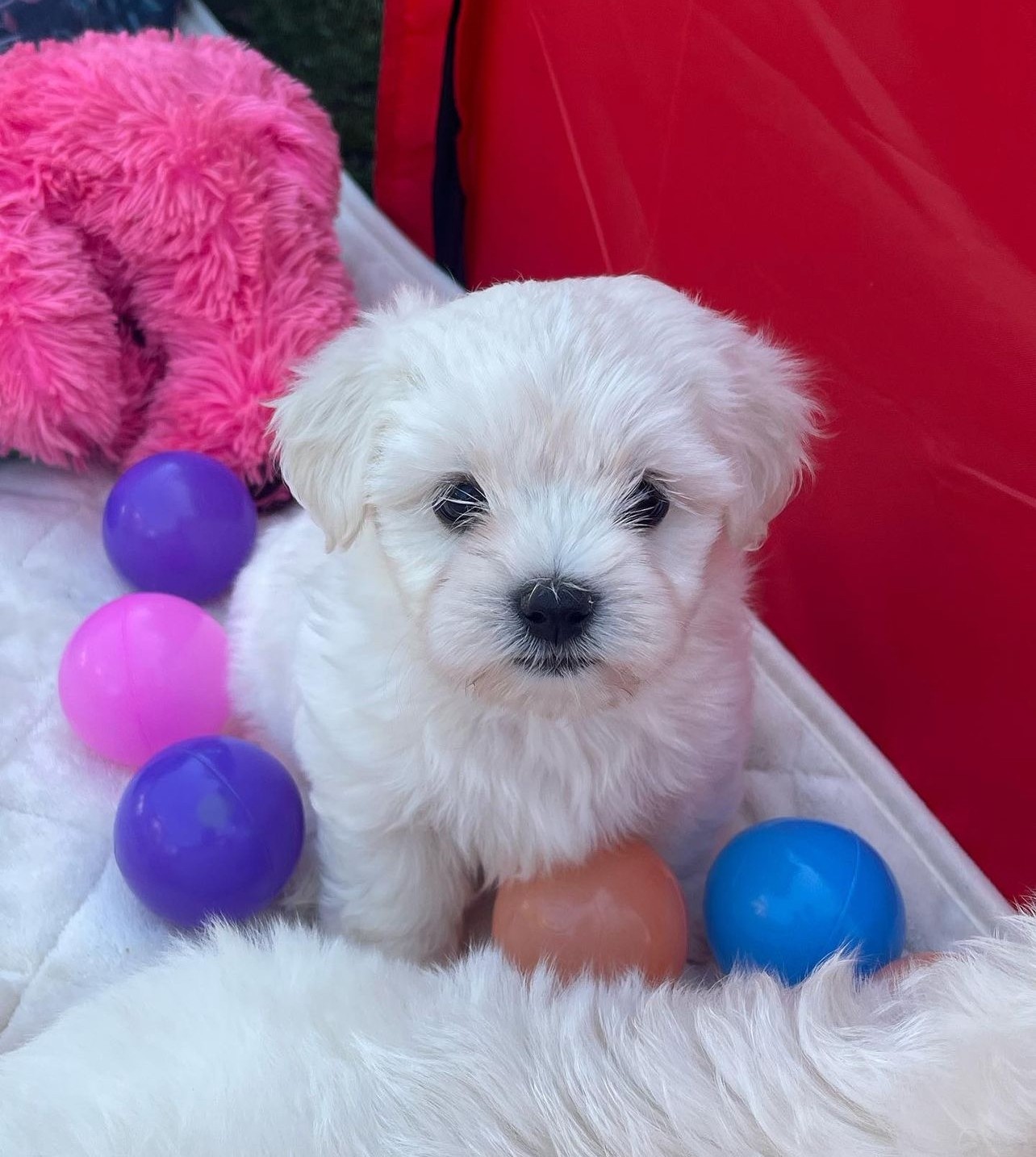 Maltipoo Puppies For Sale | Ontario, CA #569487 | Petzlover