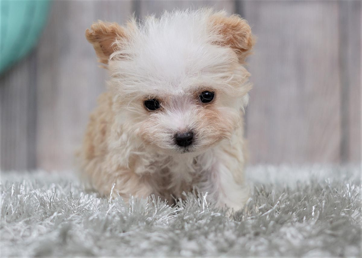 "Maltipoo" Puppies For Sale | Orange County, CA #292654