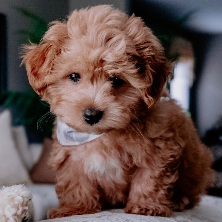 Maltipoo Puppies Photos | Petzlover