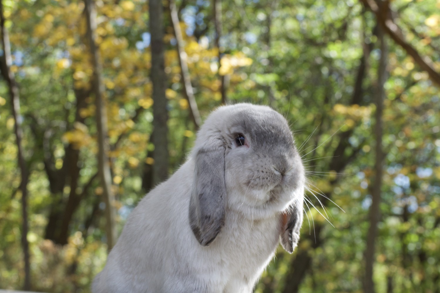 Mini Lop Rabbits For Sale | Mankato, MN #397555 | Petzlover