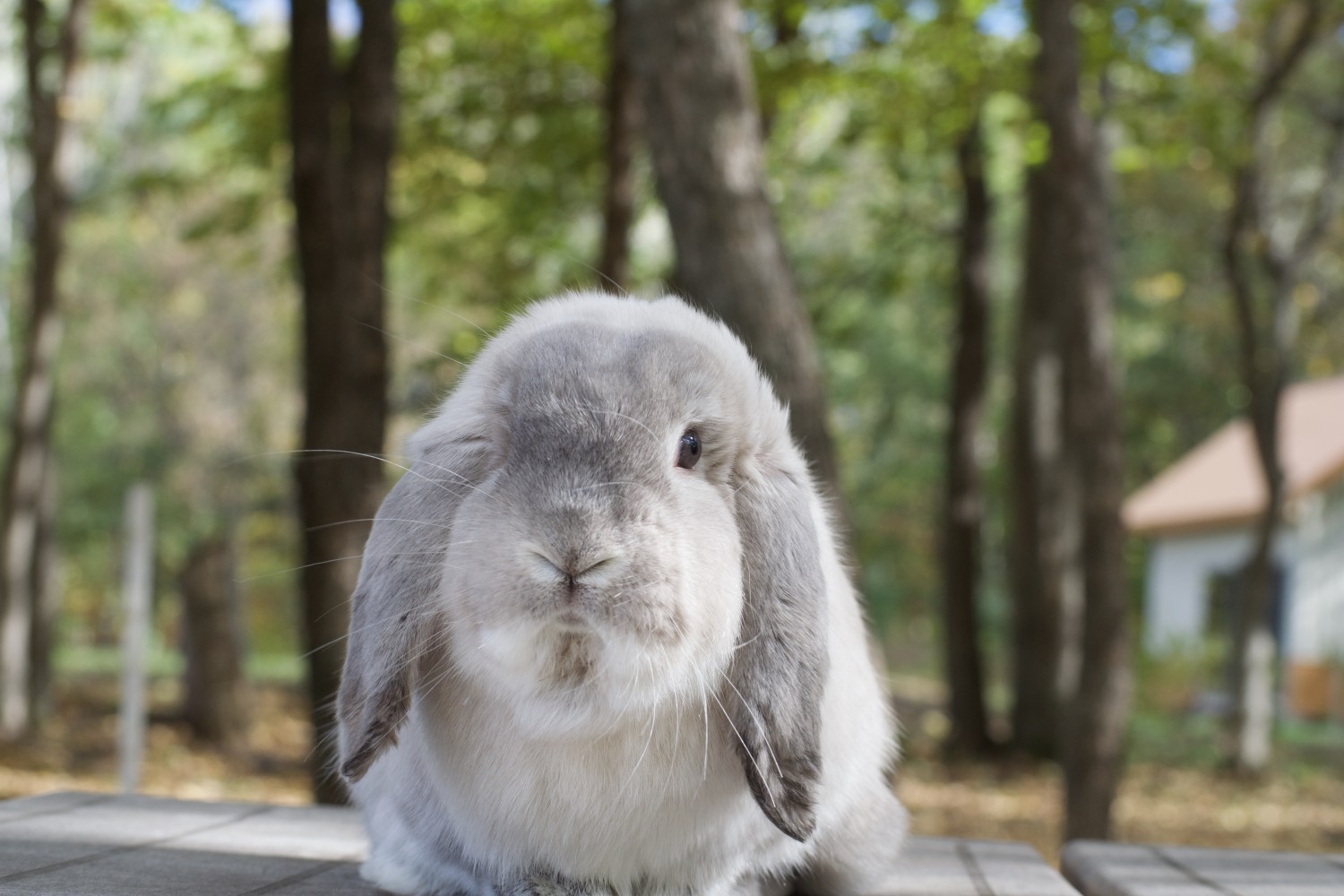 Mini Lop Rabbits For Sale | Mankato, MN #397555 | Petzlover