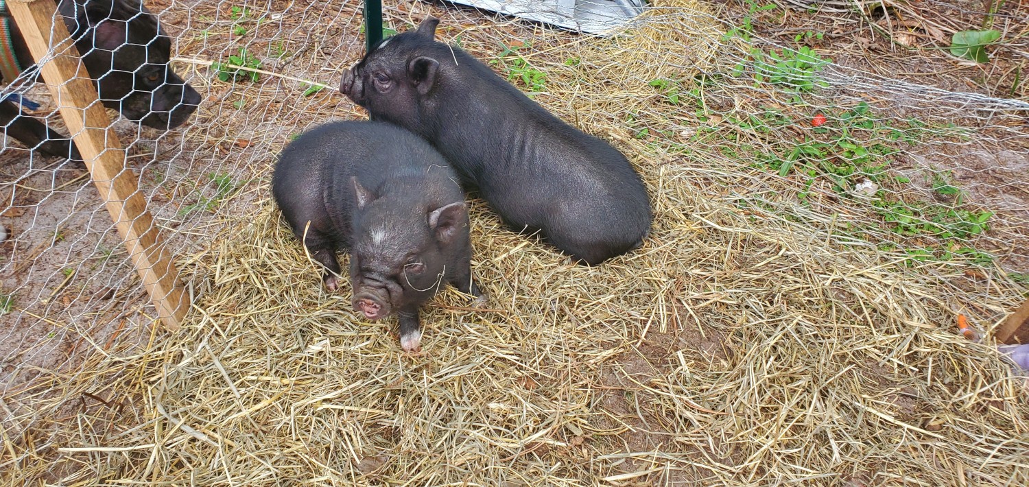 Mini/Micro Pig Animals For Sale | Palm Bay, FL #324545