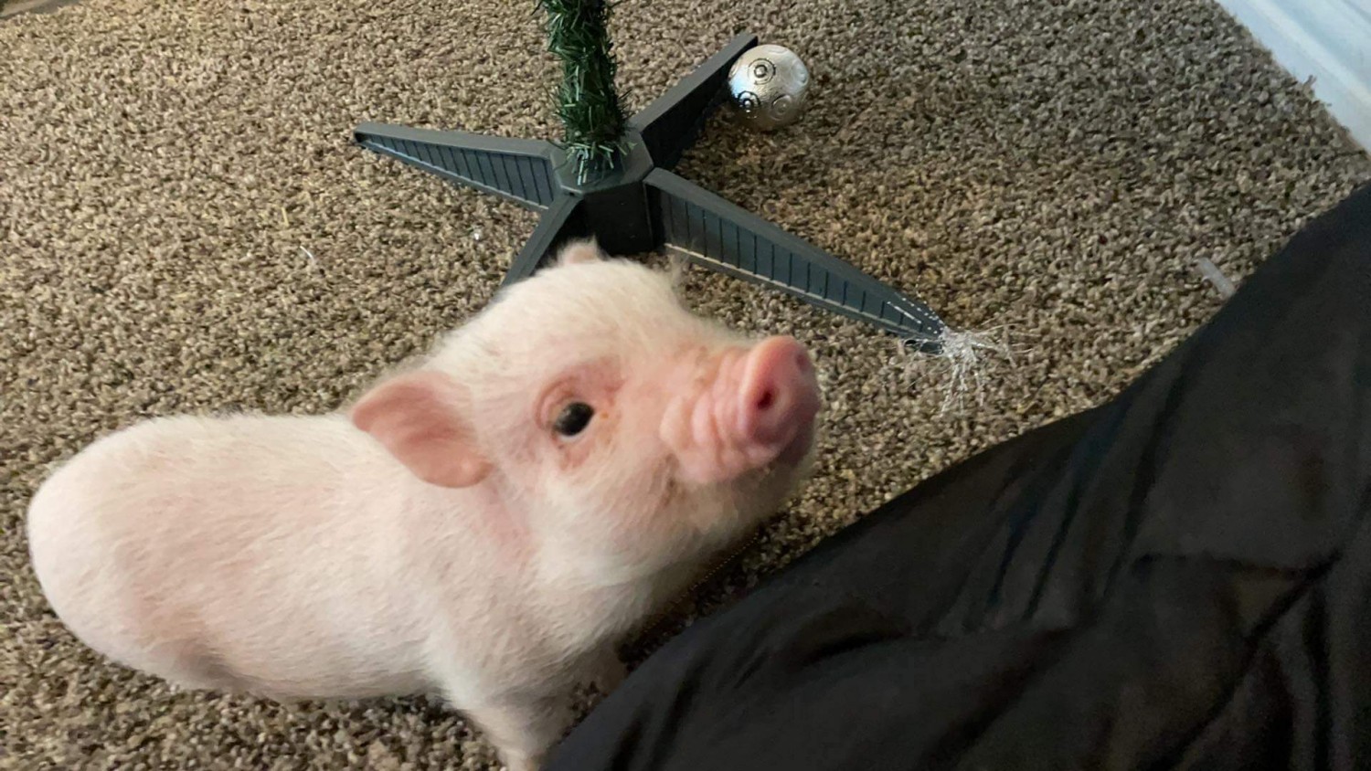Mini/Micro Pig Animals For Sale | Houston, TX #345990