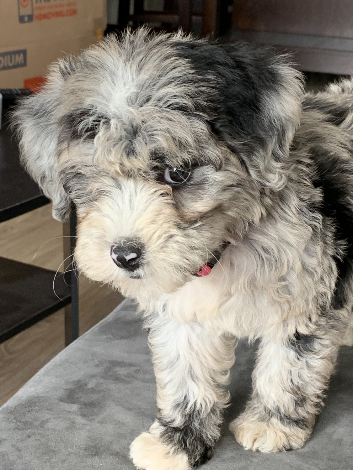 Mini Sheepadoodles Puppies For Sale | Chicago, IL #327575