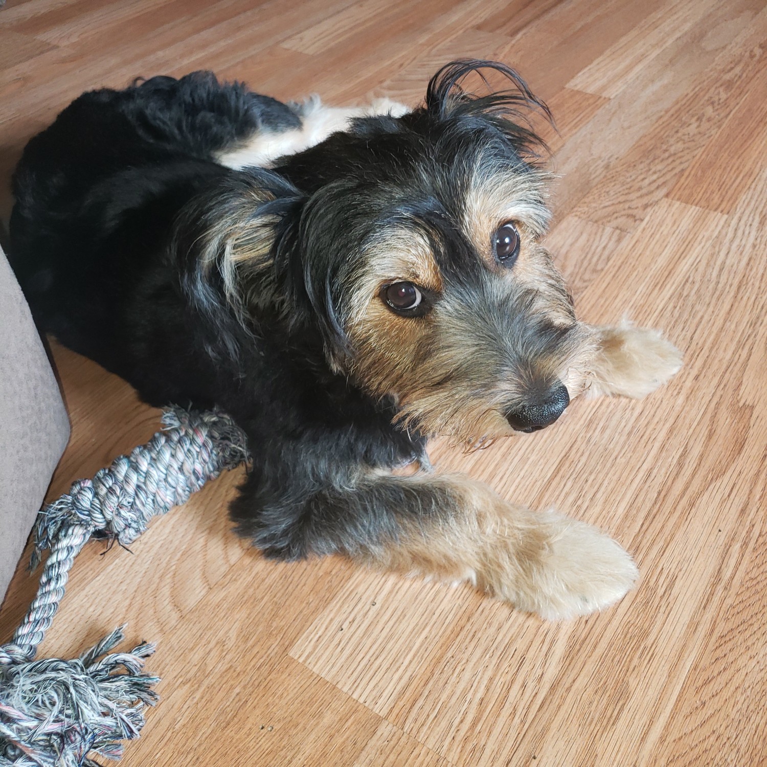 Miniature Australian Shepherd Puppies For Sale | Woodland Park, NJ #359277