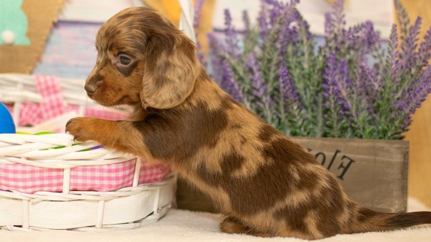 Miniature Dachshund Puppies For Sale | San Diego, CA #471426