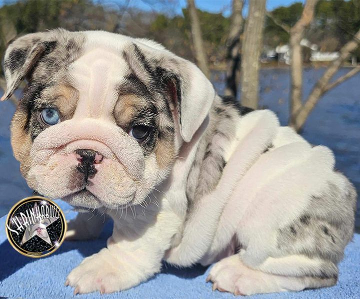 Miniature English Bulldog Puppies Photos | Petzlover