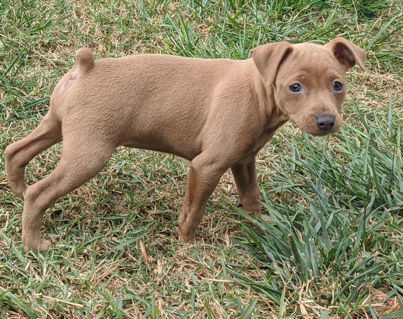 Miniature Pinscher Puppies | Petzlover