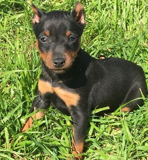 Miniature Pinscher Puppies For Sale | Birmingham, AL #293545