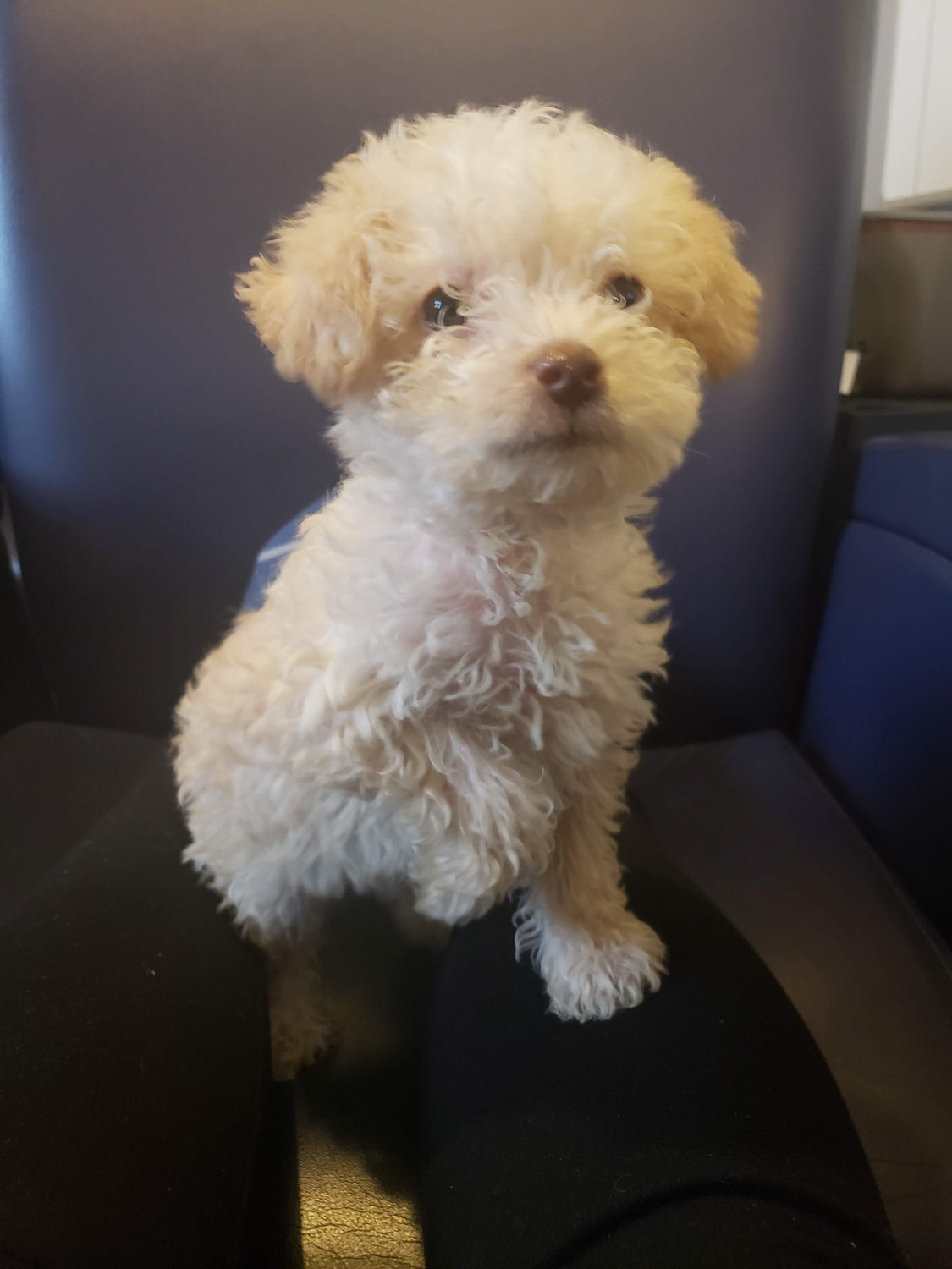 Miniature Poodle Puppies For Sale | Waldorf, MD #292901