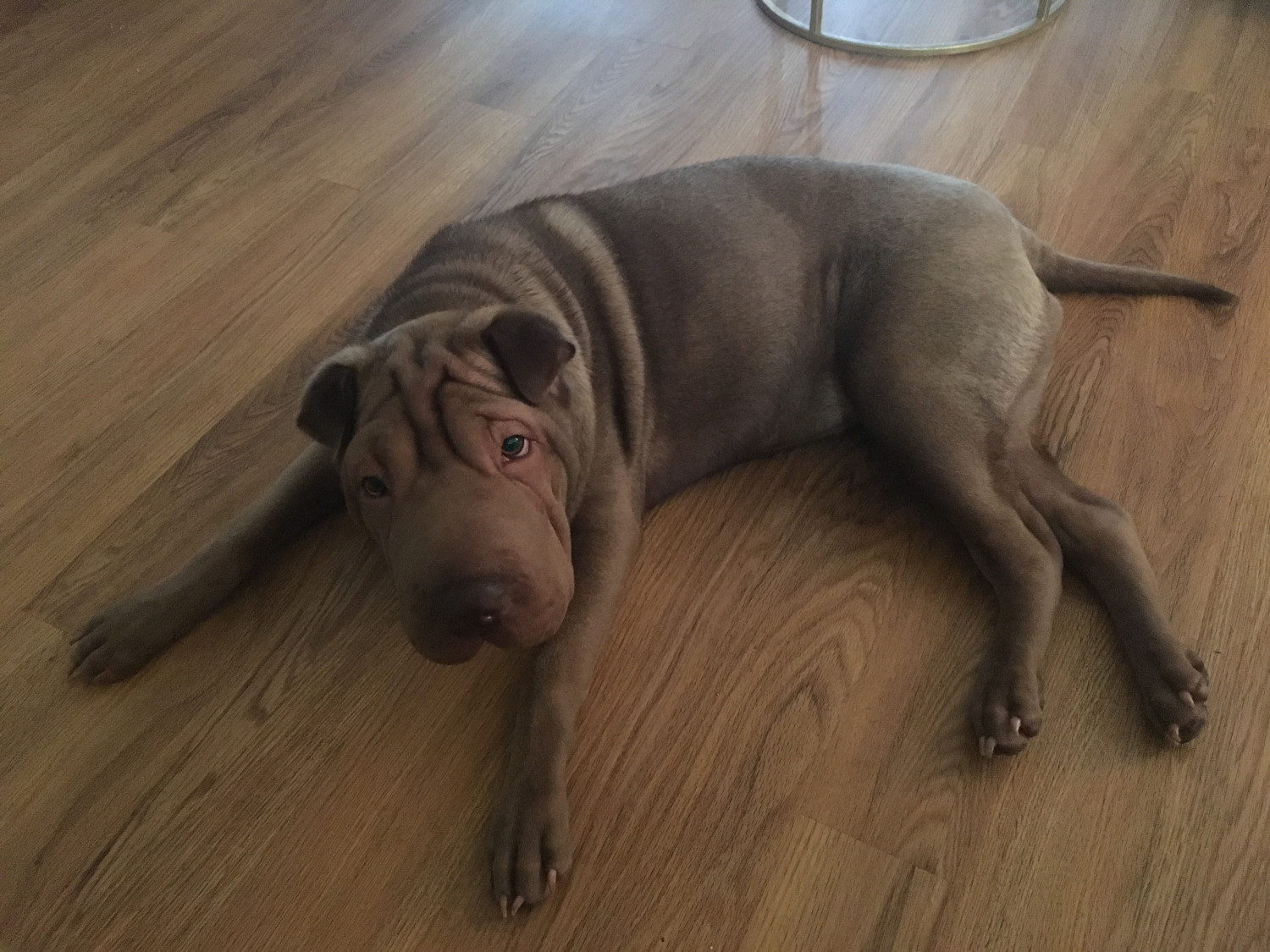 Moscow Guard dog Puppies For Sale | Wahiawa, HI #301259