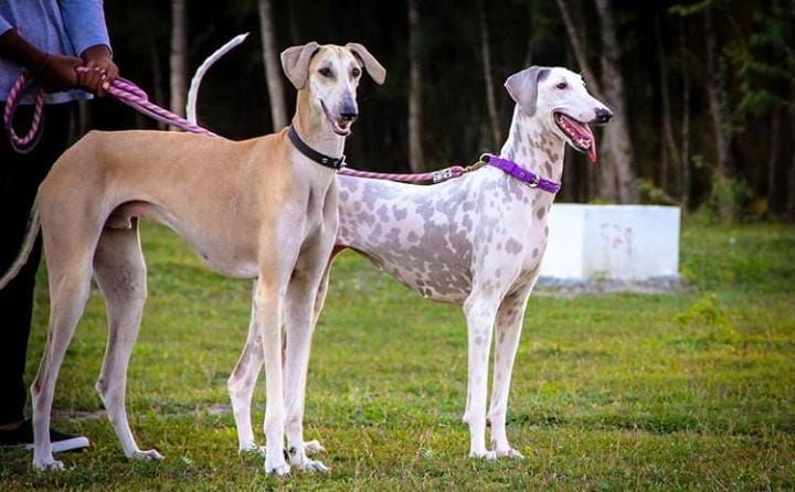 Mudhol Hound Puppies For Sale | Salem, TN #341017