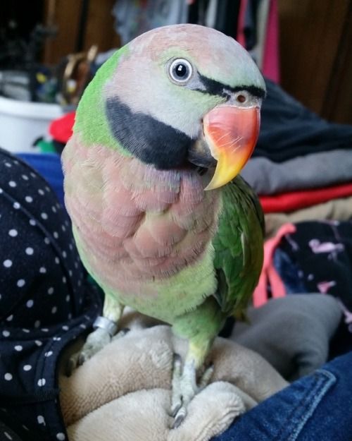 Mustached Parakeet Birds For Sale | Pennsylvania Avenue Northwest, DC ...