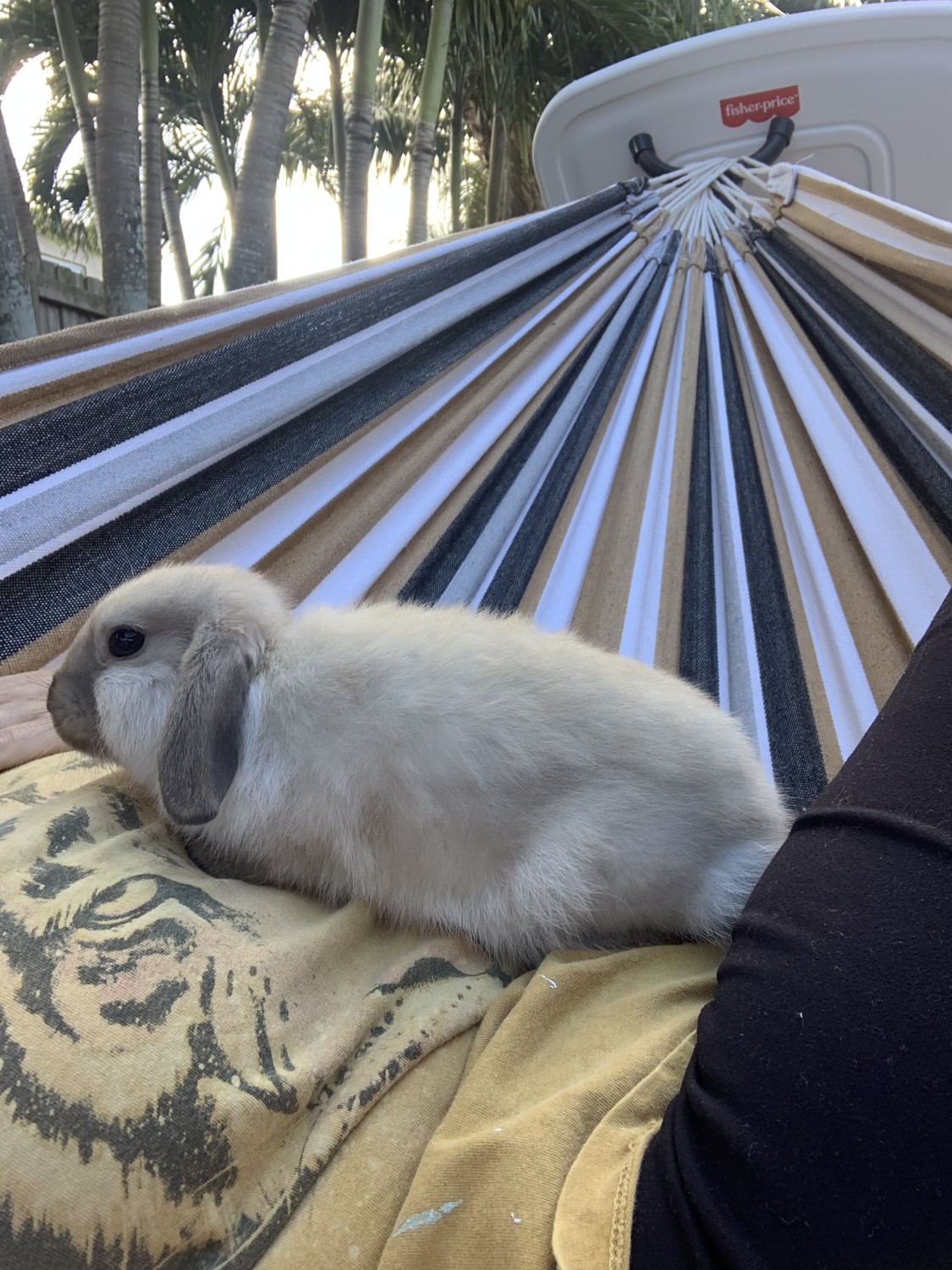 Netherland Dwarf rabbit Rabbits For Sale | Miami, FL #400362