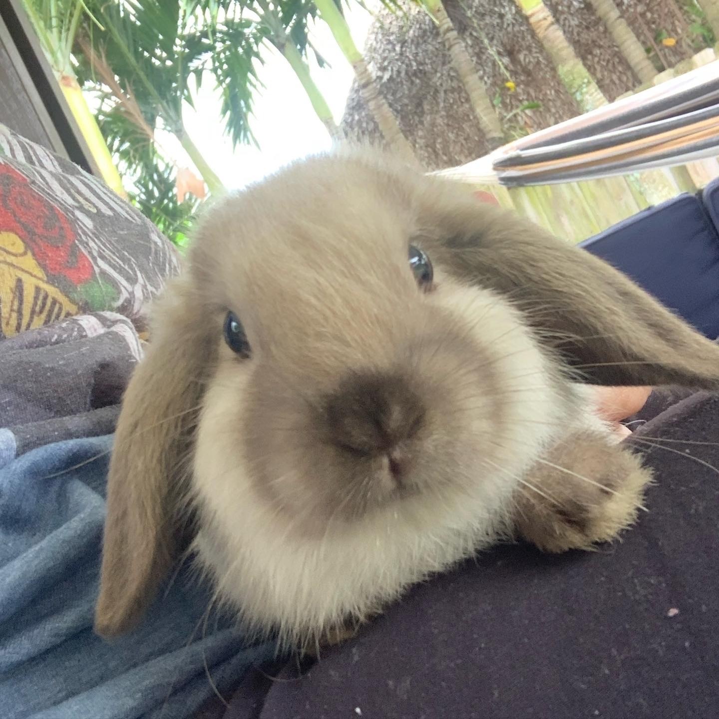 "Netherland Dwarf rabbit" Rabbits For Sale | Miami, FL #400362