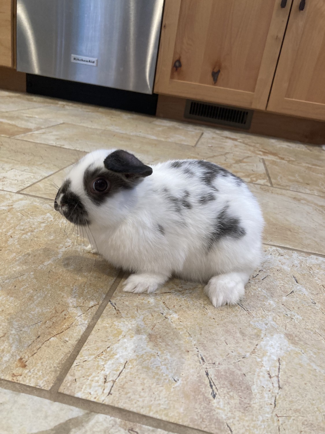 Netherland Dwarf rabbit Rabbits For Sale | Casper, WY #413372