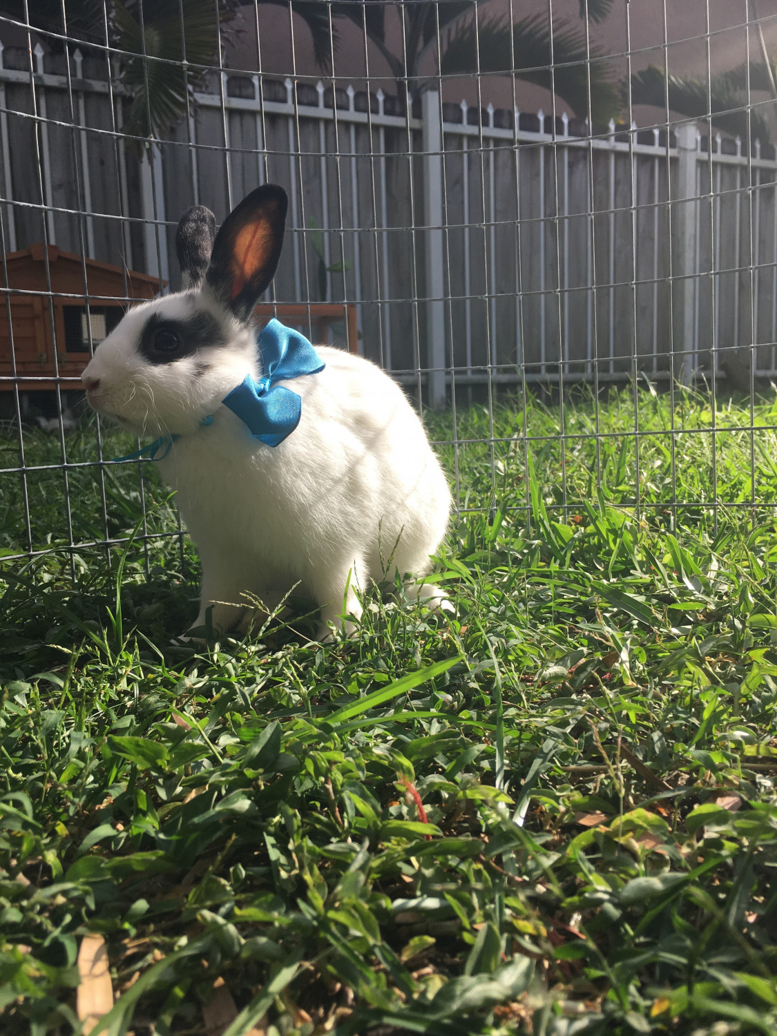 Netherland Dwarf rabbit Rabbits For Sale | Miami, FL #224819